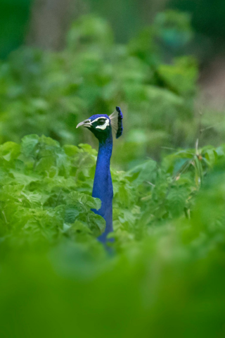 Birding In India | Bird Watching Tour | All India Birding