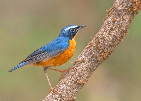 Weekend Birding Tour Thattekad | South India Birding | Thattekkad Bird