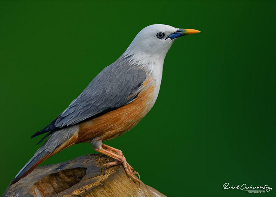 Places To Visit In South Goa | Birding In Goa | Bird Watching In Goa